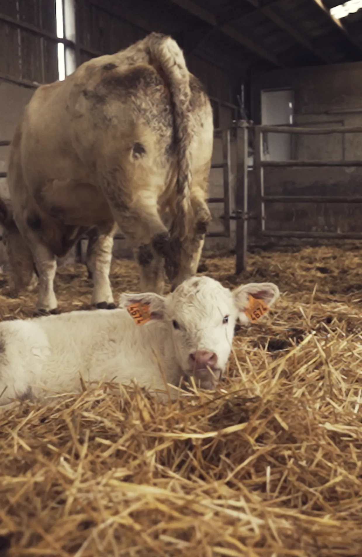 Comment se passe la reproduction des vaches dans un élevage laitier ...