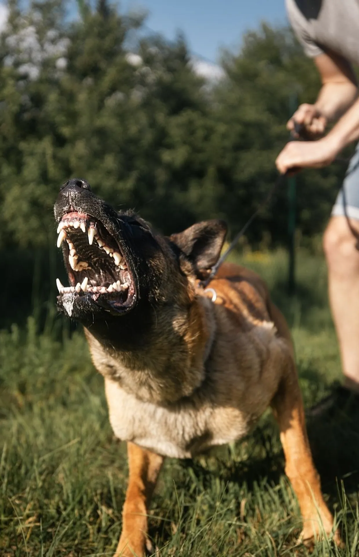 Bien nourrir son chien : 'Le chien, même si l’on veut en faire un ...