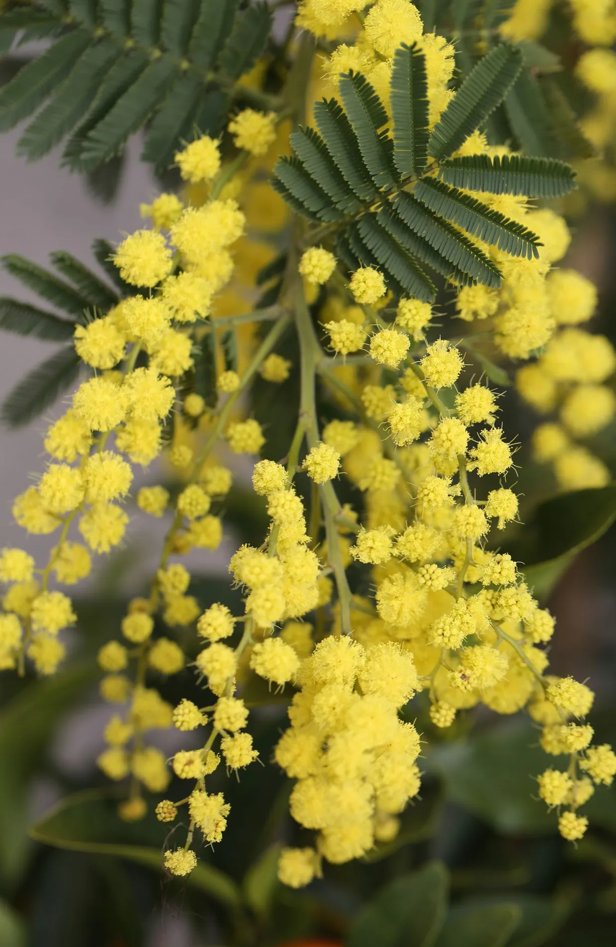 Comprendre le vocabulaire du jardin : feuillage persistant, caduc et ...