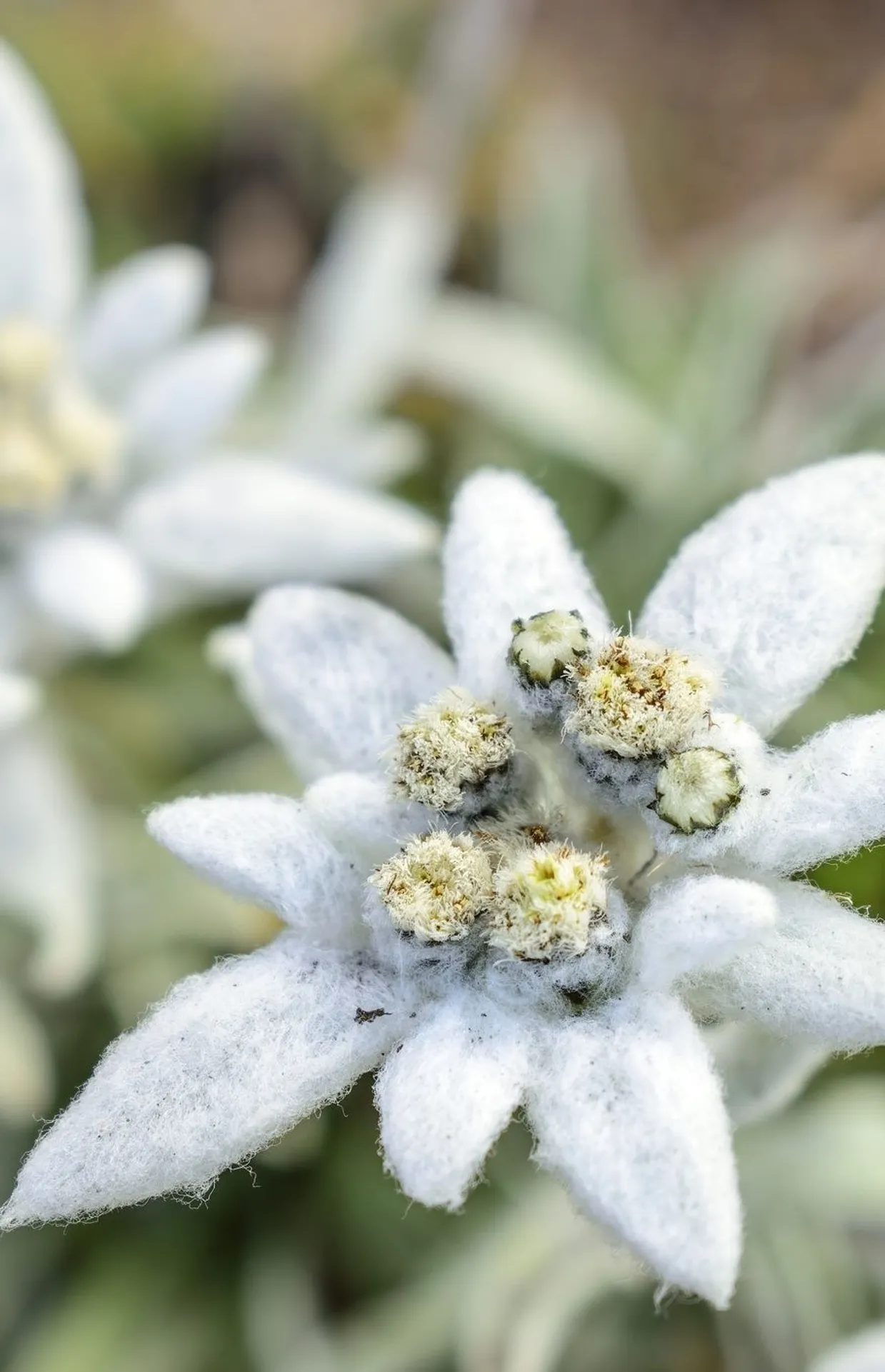Edelweiss : Comment faire pousser l'étoile des Alpes dans votre jardin ...