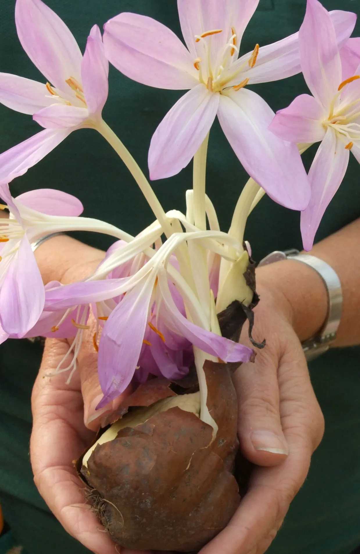 Floraison d'automne : et si on plantait des colchiques ? - RTBF Actus