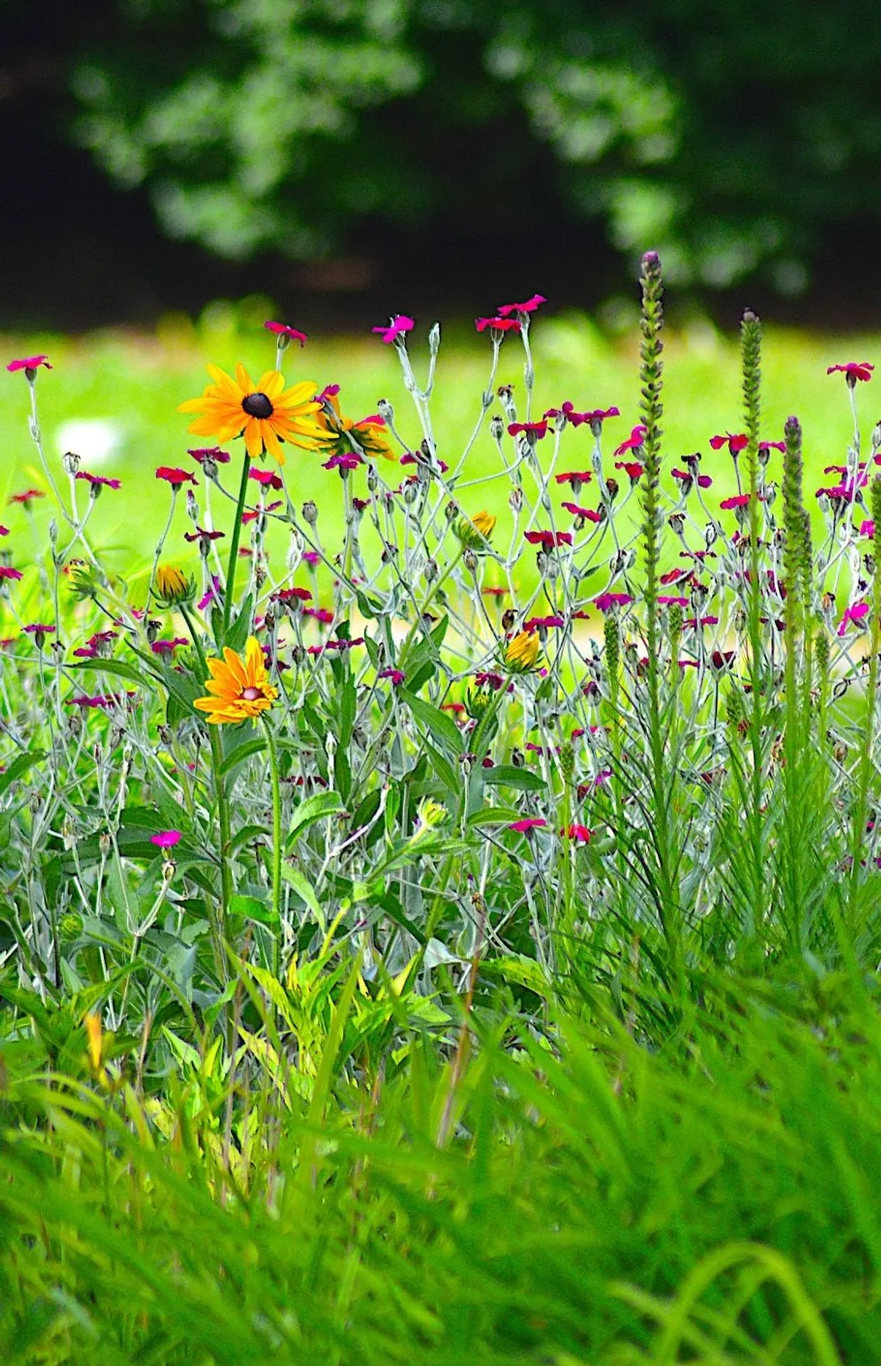 Tonte différenciée : laissez votre jardin respirer au rythme de la ...