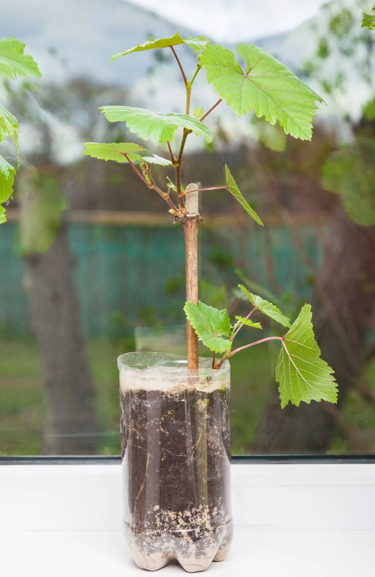 Le bouturage de bourgeons : un exemple avec la vigne - RTBF Actus