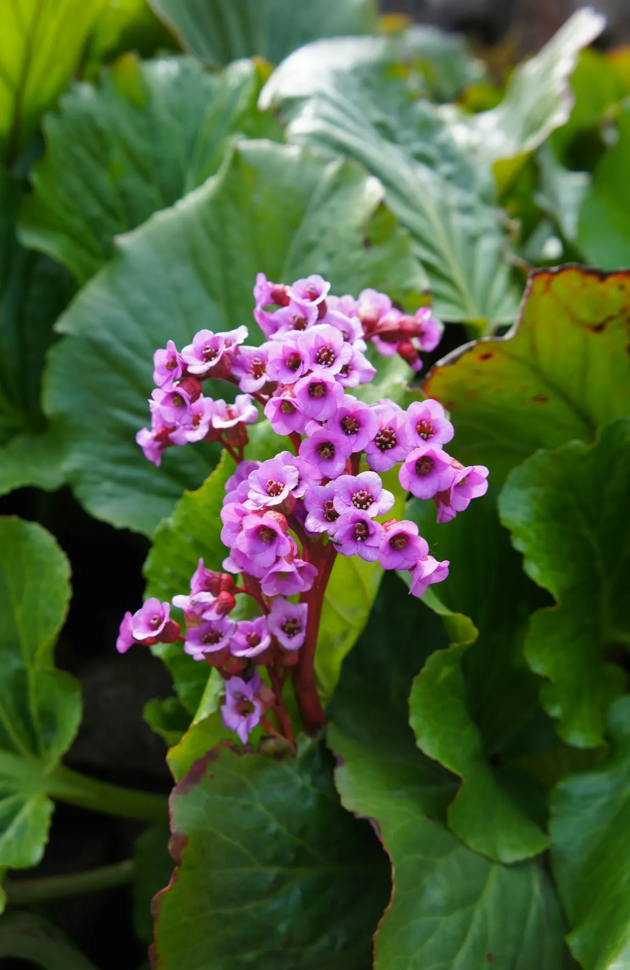 Comprendre le vocabulaire du jardin : feuillage persistant, caduc et ...
