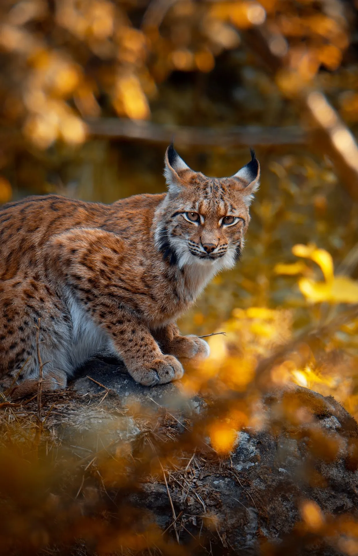 Retour du lynx en Belgique : une bonne nouvelle pour la biodiversité ...