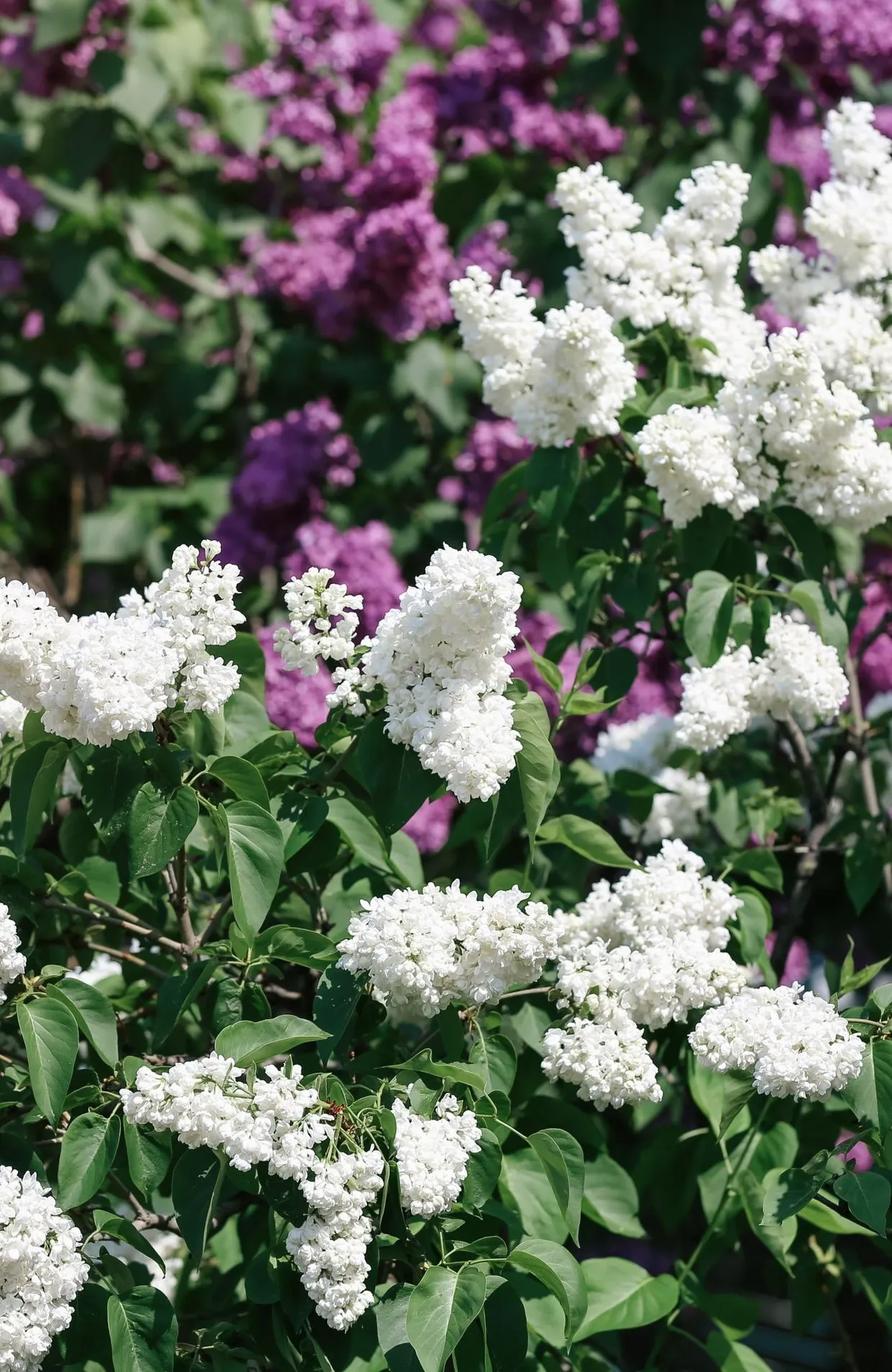 Comprendre le vocabulaire du jardin : feuillage persistant, caduc et ...