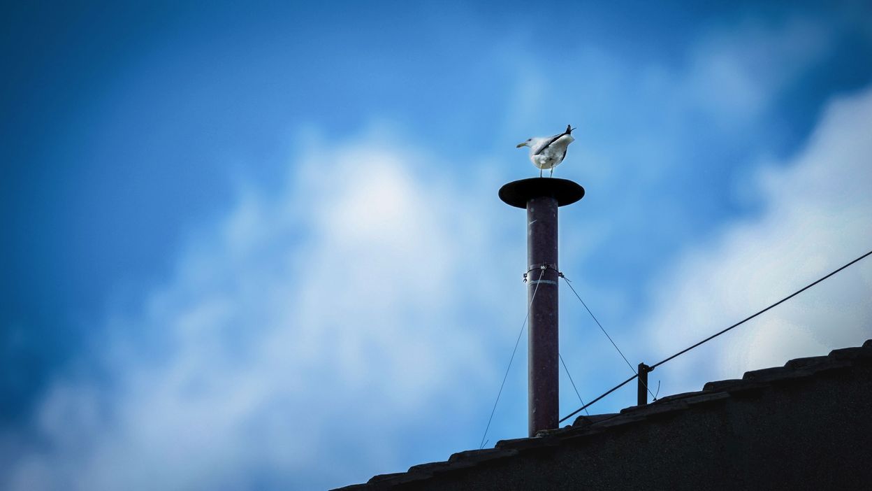 Vol au-dessus d’un nid de cardinaux : la mouette du conclave et la ...