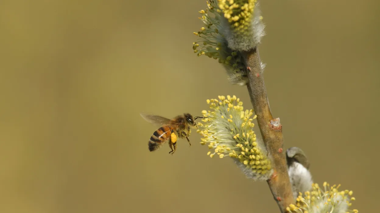 Aussi beaux qu'utiles : plantons des saules au jardin ! - RTBF Actus