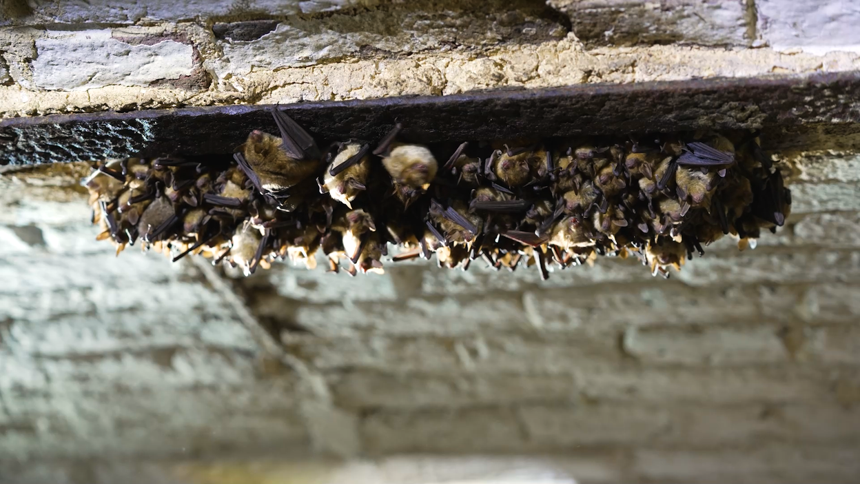 Les chauves-souris à l'honneur le temps d'une 'nuit européenne' du 30 ...