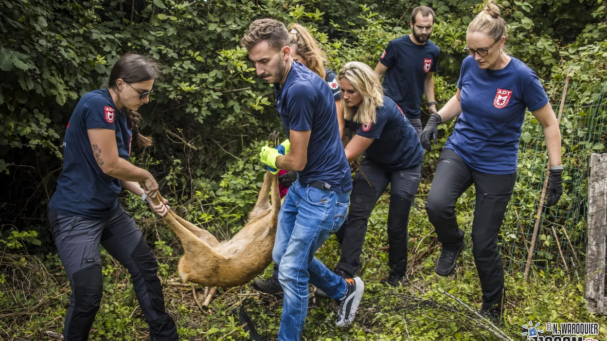Colfontaine : dérangé par un chevreuil, un riverain sort son arbalète - RTBF Actus
