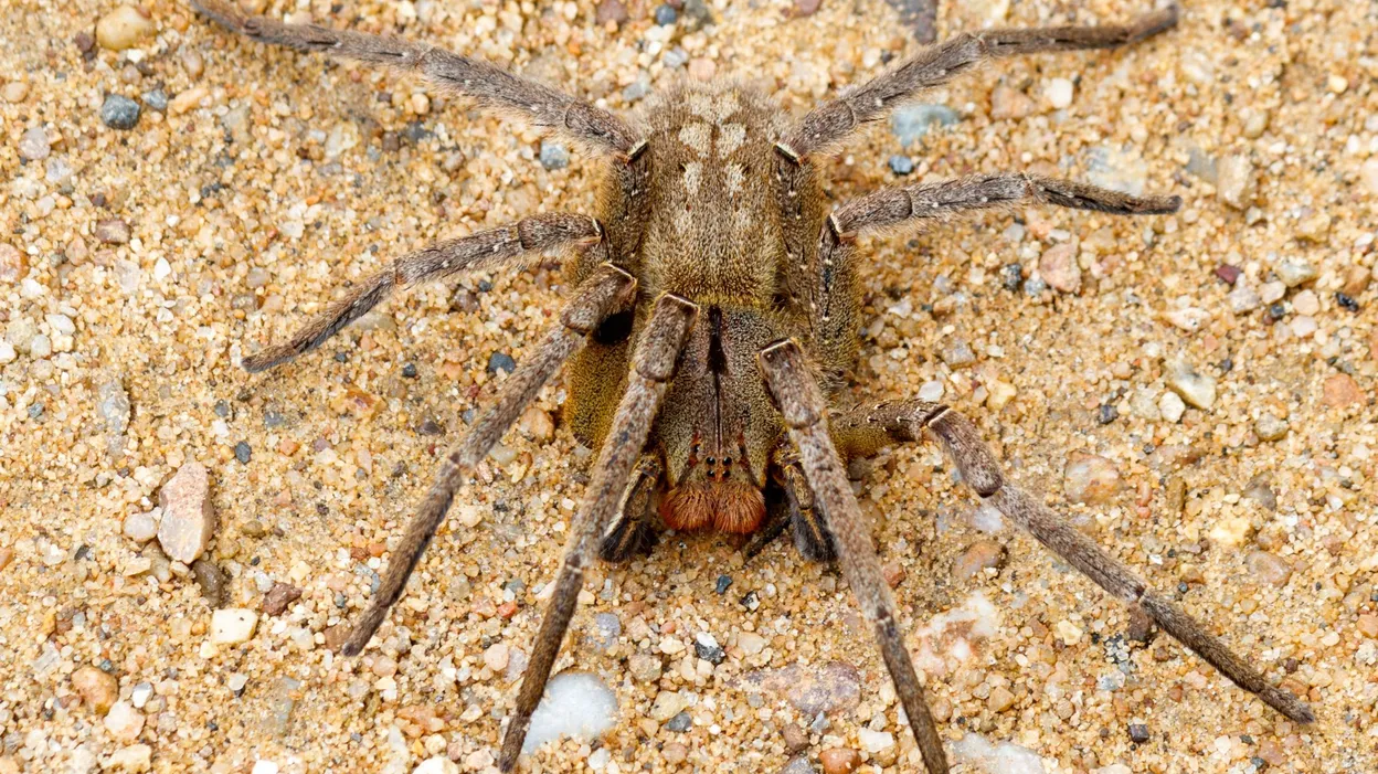 Les 10 animaux les plus effrayants pour l’humain - RTBF Actus