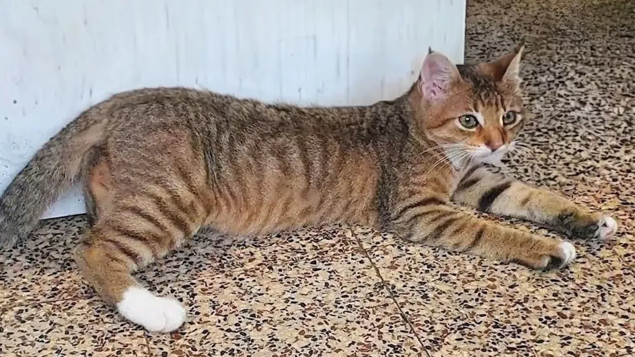 Pourquoi les chats aiment-ils autant se blottir dans les boîtes en ...