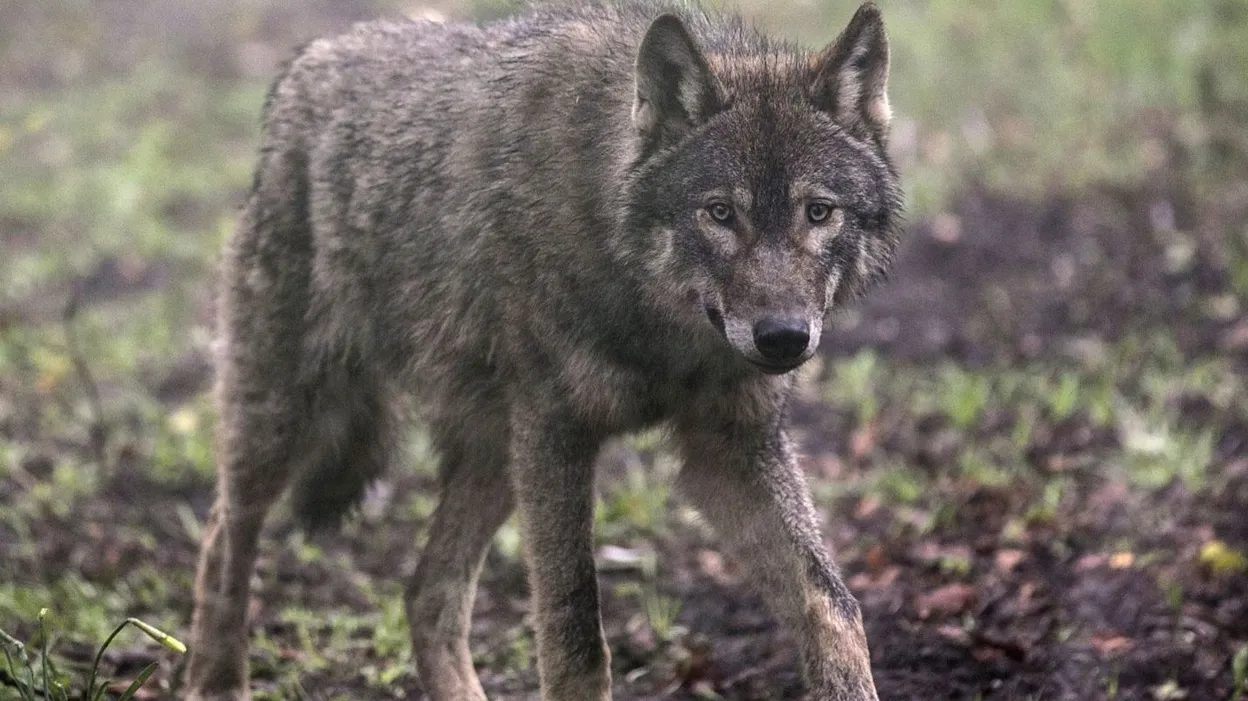 Un jeune loup est-il en train de s’établir dans le grand massif de ...