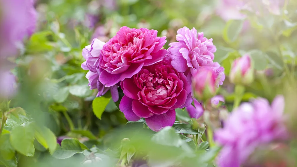 La rose : une histoire millénaire entre mythes et passion - RTBF Actus