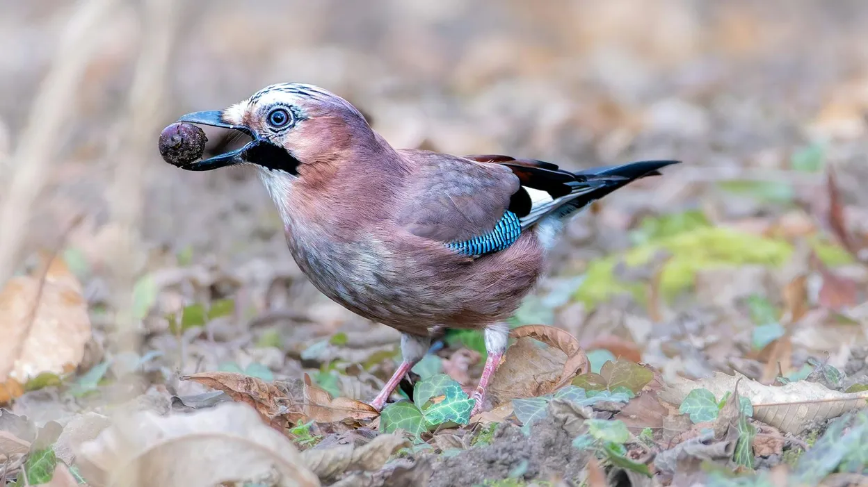 7 conseils pour partir sur la piste du chevreuil - RTBF Actus