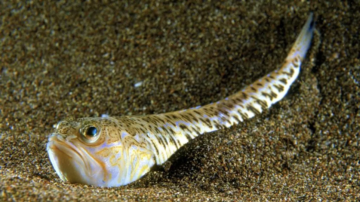 Côte belge : la petite vive, un poisson venimeux, prolifère sur notre ...