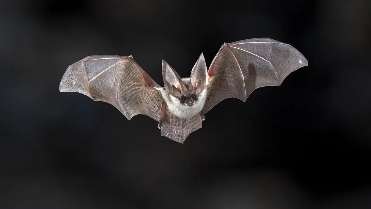 Les chauves-souris à l'honneur le temps d'une 'nuit européenne' du 30 ...