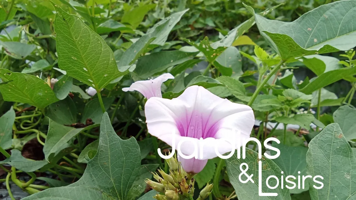 L'ail ornemental : 5 variétés incontournables à planter au jardin ...