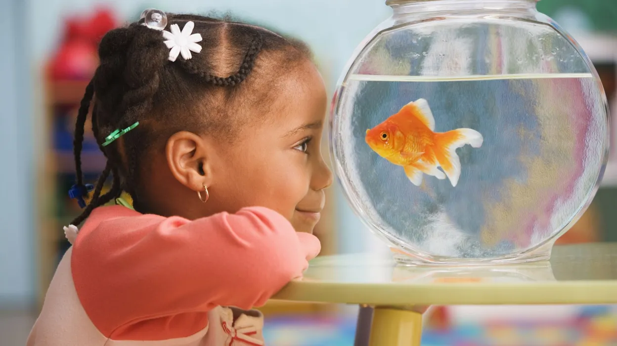 Avez-vous une mémoire de poisson rouge ? - RTBF Actus