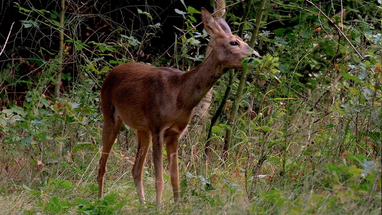 7 conseils pour partir sur la piste du chevreuil - RTBF Actus