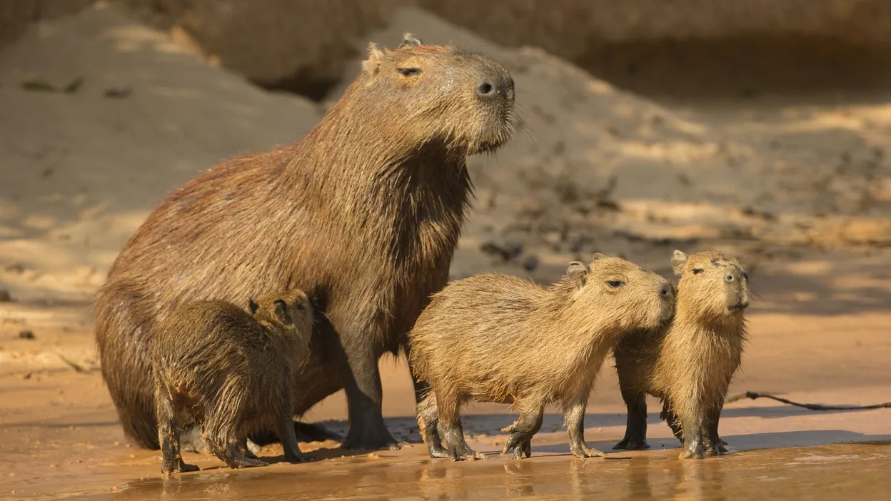 Capybara : c’est quoi cet animal qu’on voit partout sur internet ? - RTBF Actus