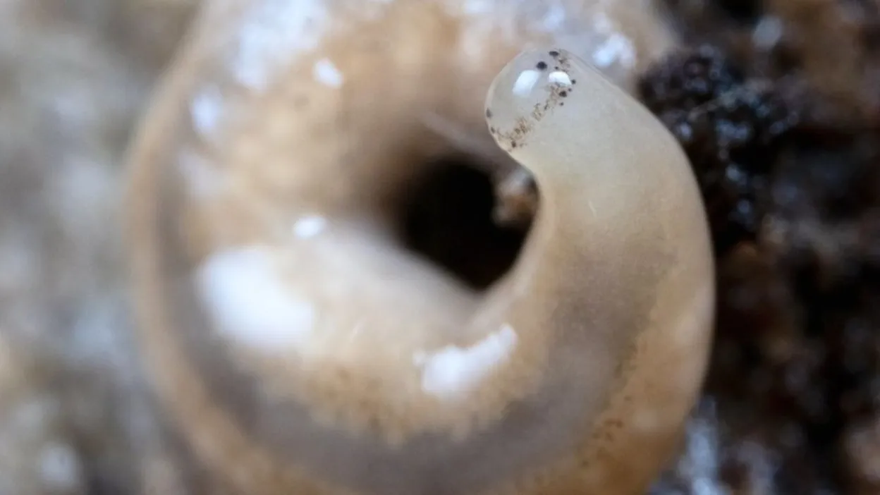 Escargots : un mollusque fascinant qui cache bien des secrets - RTBF Actus