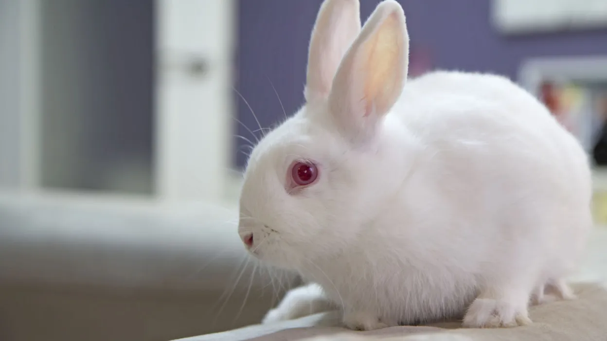 Les chats ressentiraient du chagrin face à la perte d'un compagnon animal - RTBF Actus
