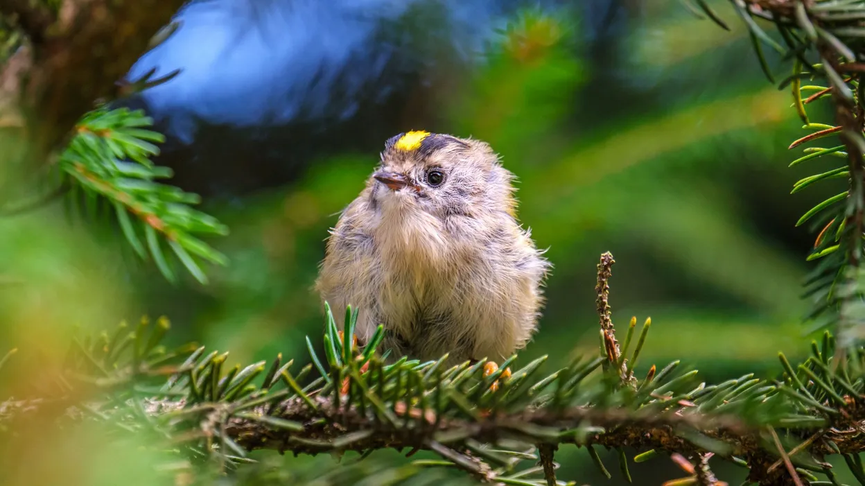 Ces champignons qui brillent dans la nuit : la bioluminescence fongique ...