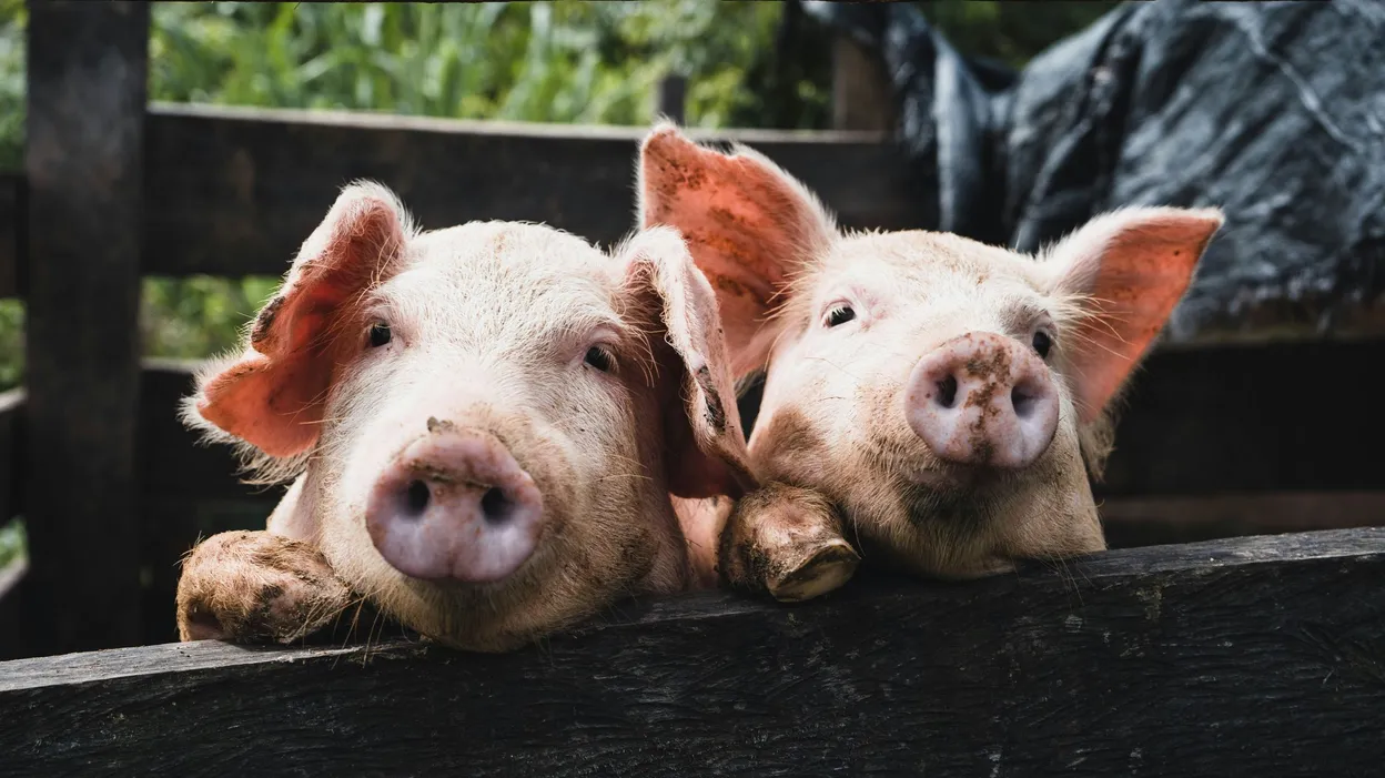 D’où vient l’expression 'on n’a pas élevé les cochons ensemble ...