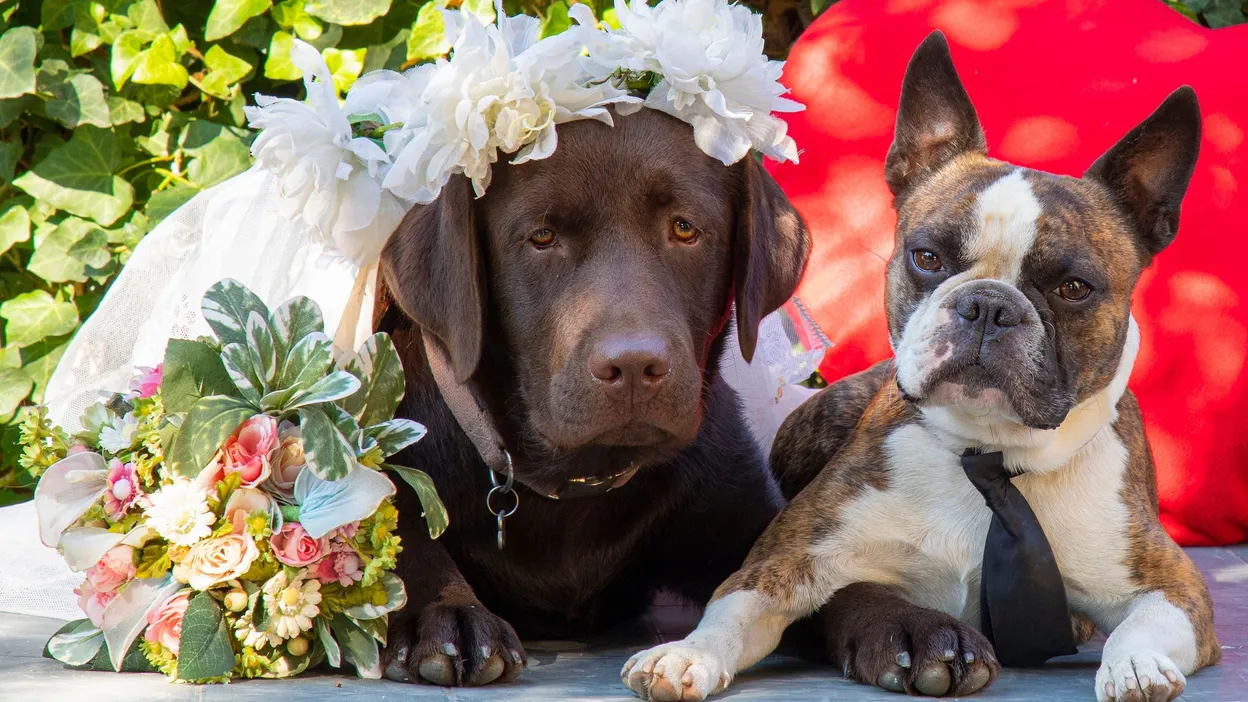 Dennis Rader, alias BTK, l’un des tueurs en série les plus tristement célèbres des États-Unis ...