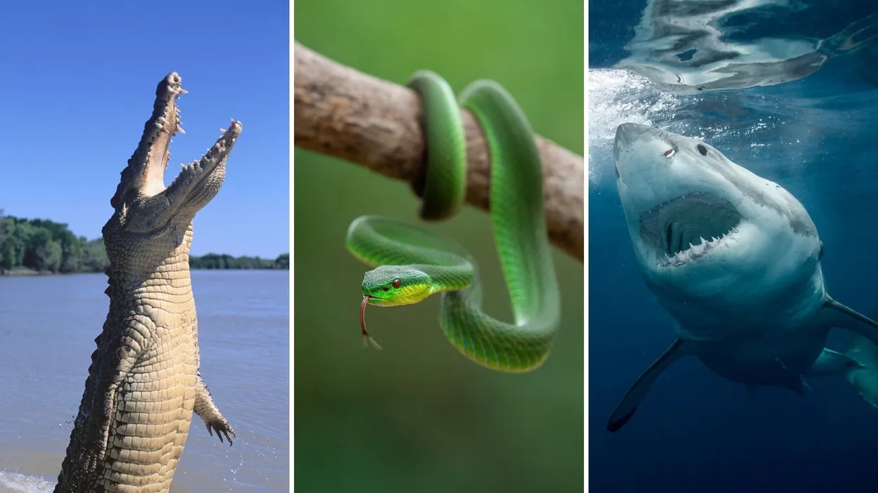 Les 10 animaux les plus effrayants pour l’humain - RTBF Actus