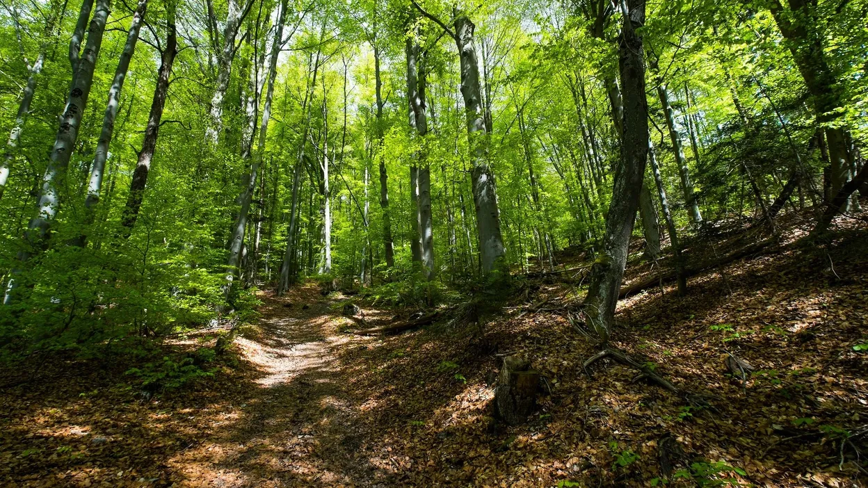 Peut-on rendre la forêt 'nourricière' ? La proposition du jardin-forêt ...