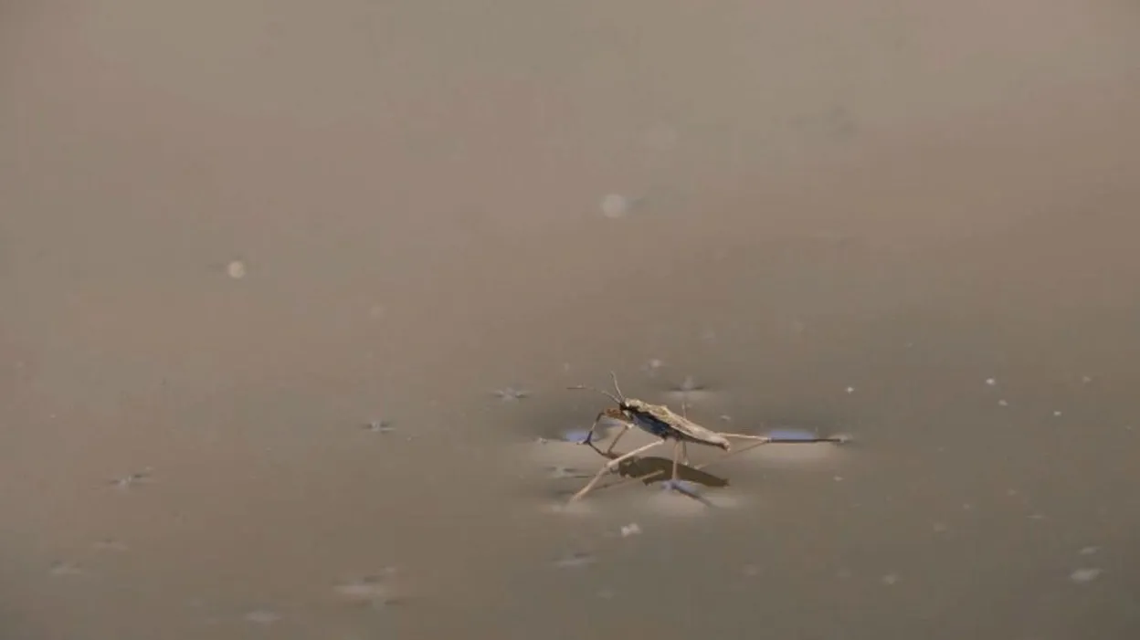 Tritons, libellules, insectes aquatiques : quelles sont ces espèces qui ...