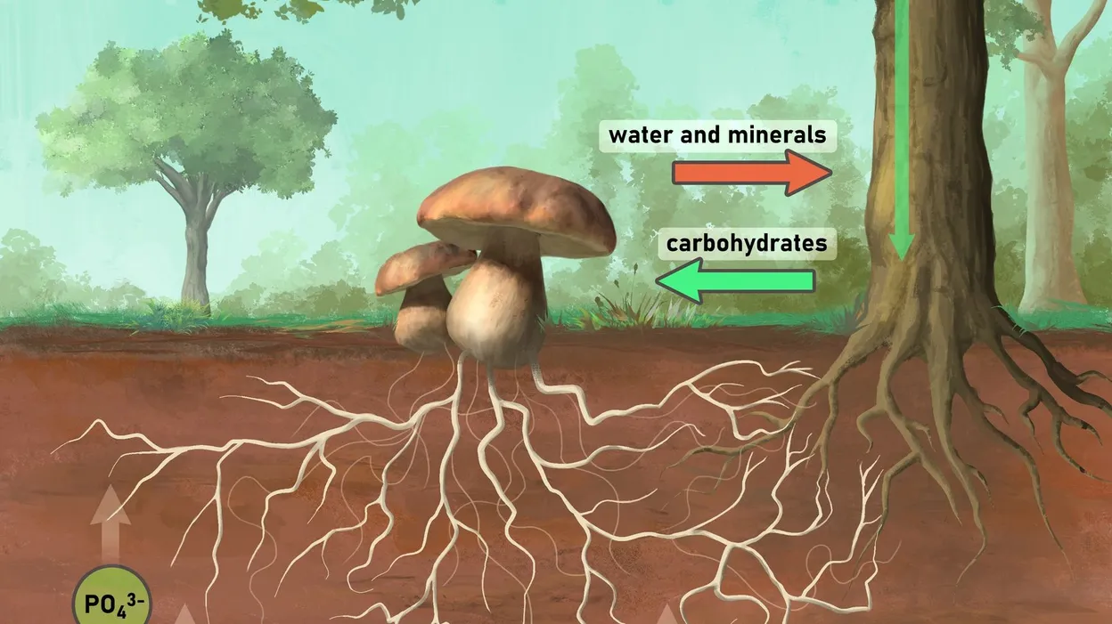 Le secret pour des plantes en bonne santé : les mycorhizes - RTBF Actus