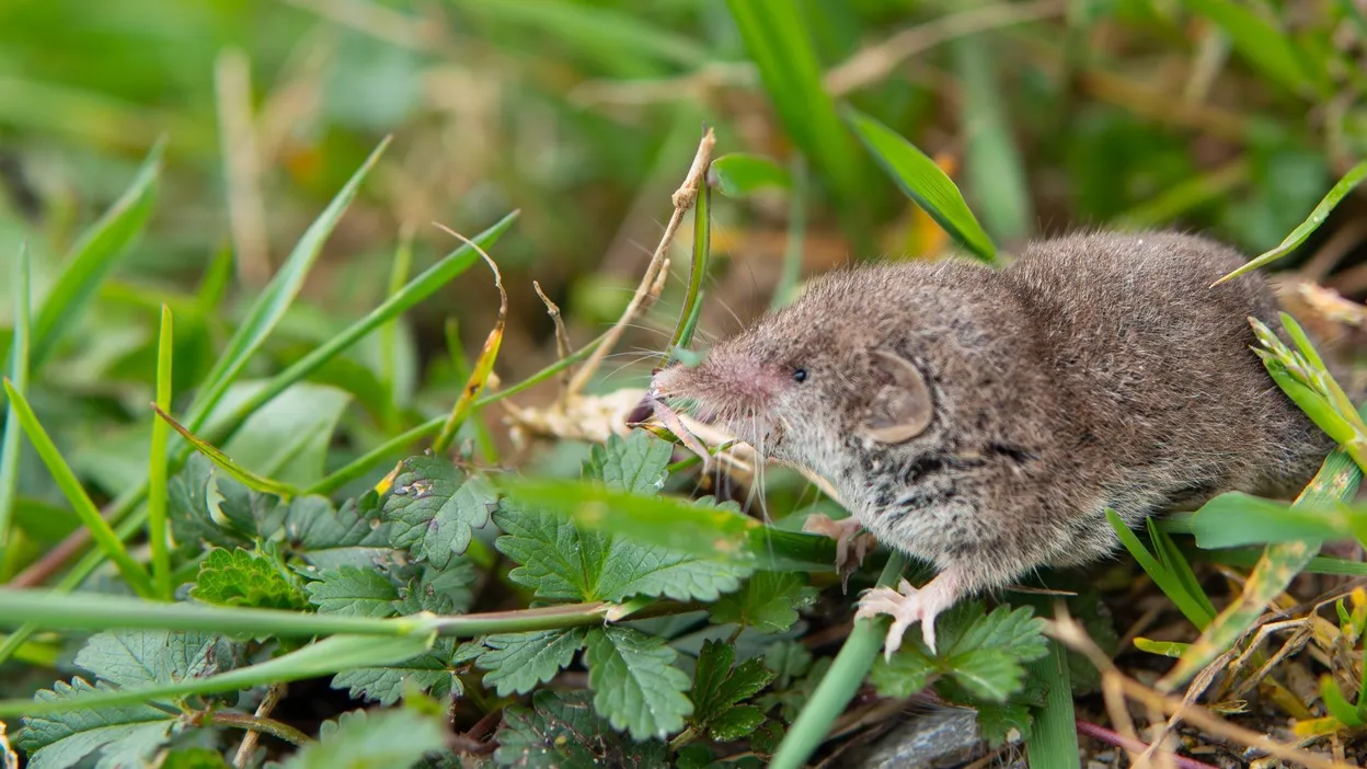 La musaraigne : cette infatigable exploratrice du jardin - RTBF Actus