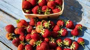 Récapitulatif de Candice : recettes à base de fraises - RTBF Actus