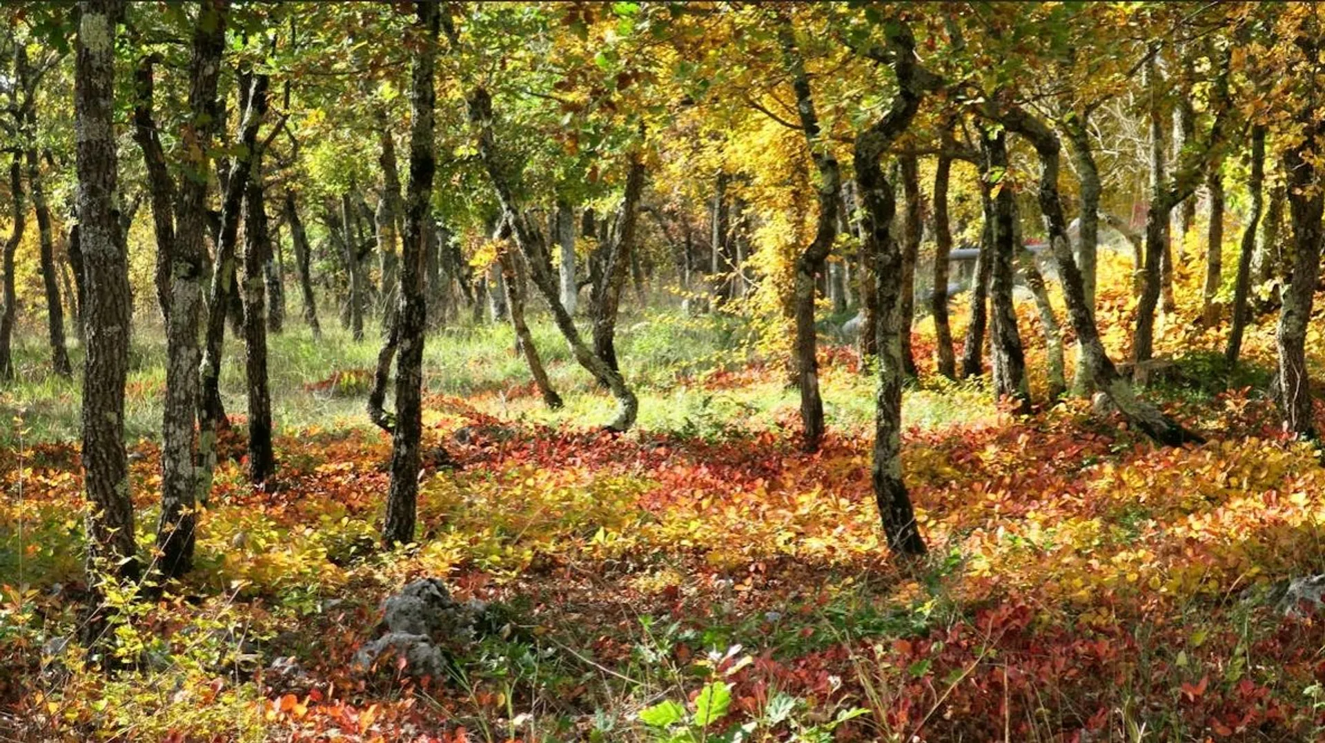 La minute insolite : 'Fat Albert', l’ours polaire obèse qui fascine l ...