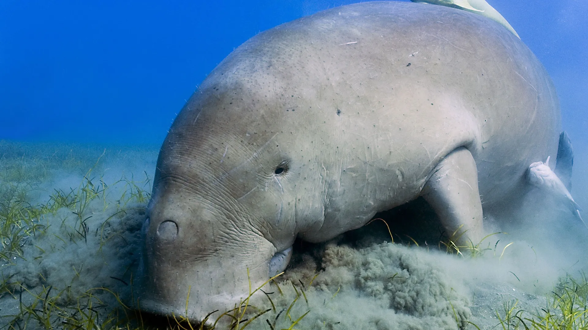 Mayotte : sur la piste des dugongs, mammifères mythiques en danger d ...