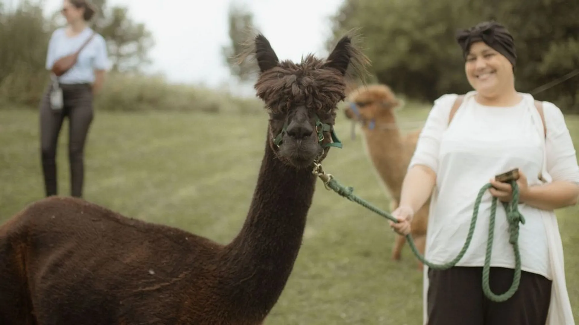 Explorer les Hautes Fagnes en compagnie des alpagas : des promenades ...