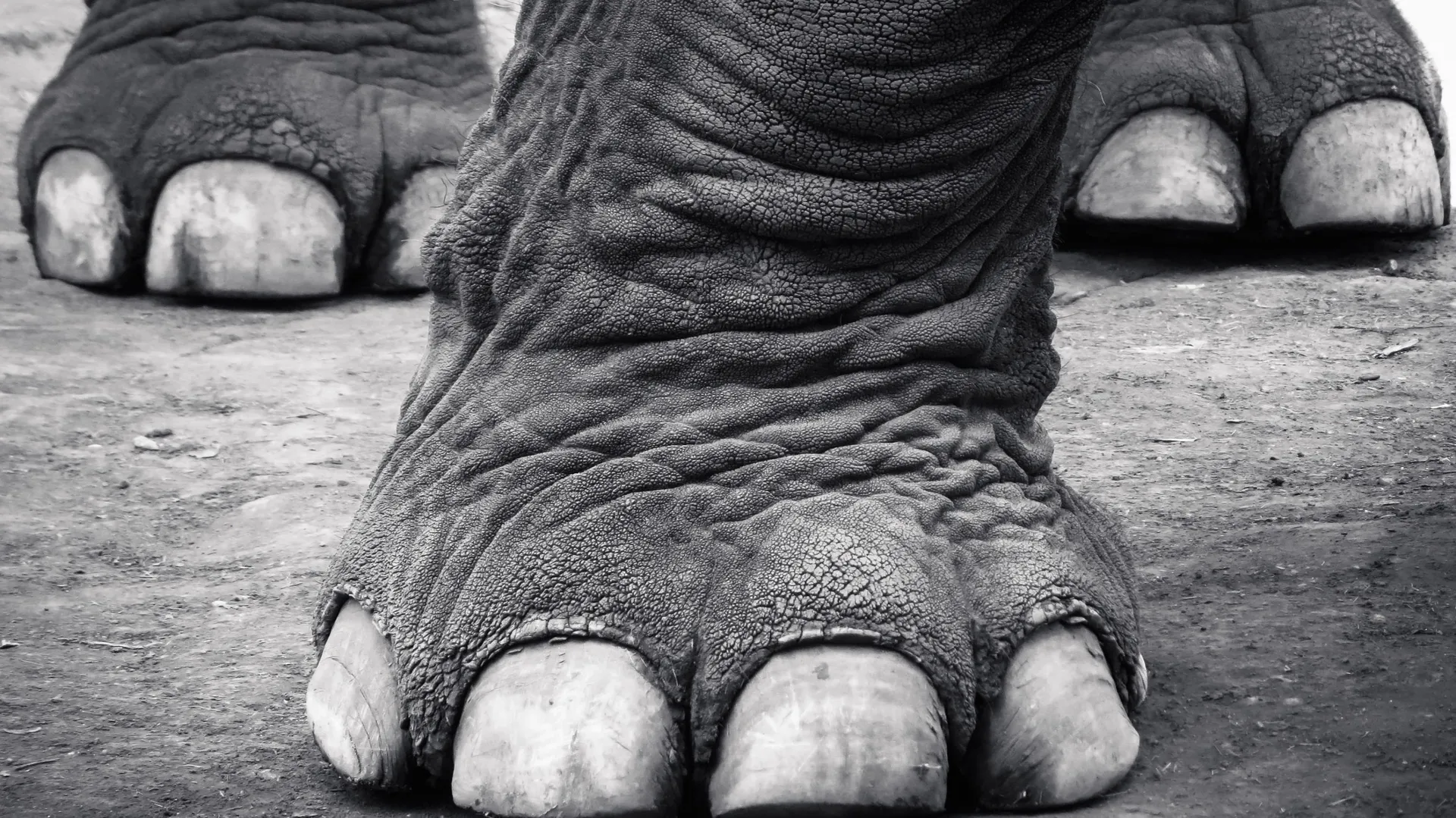 Le Sacre du Printemps de Stravinsky : à l’origine de l’un des plus ...