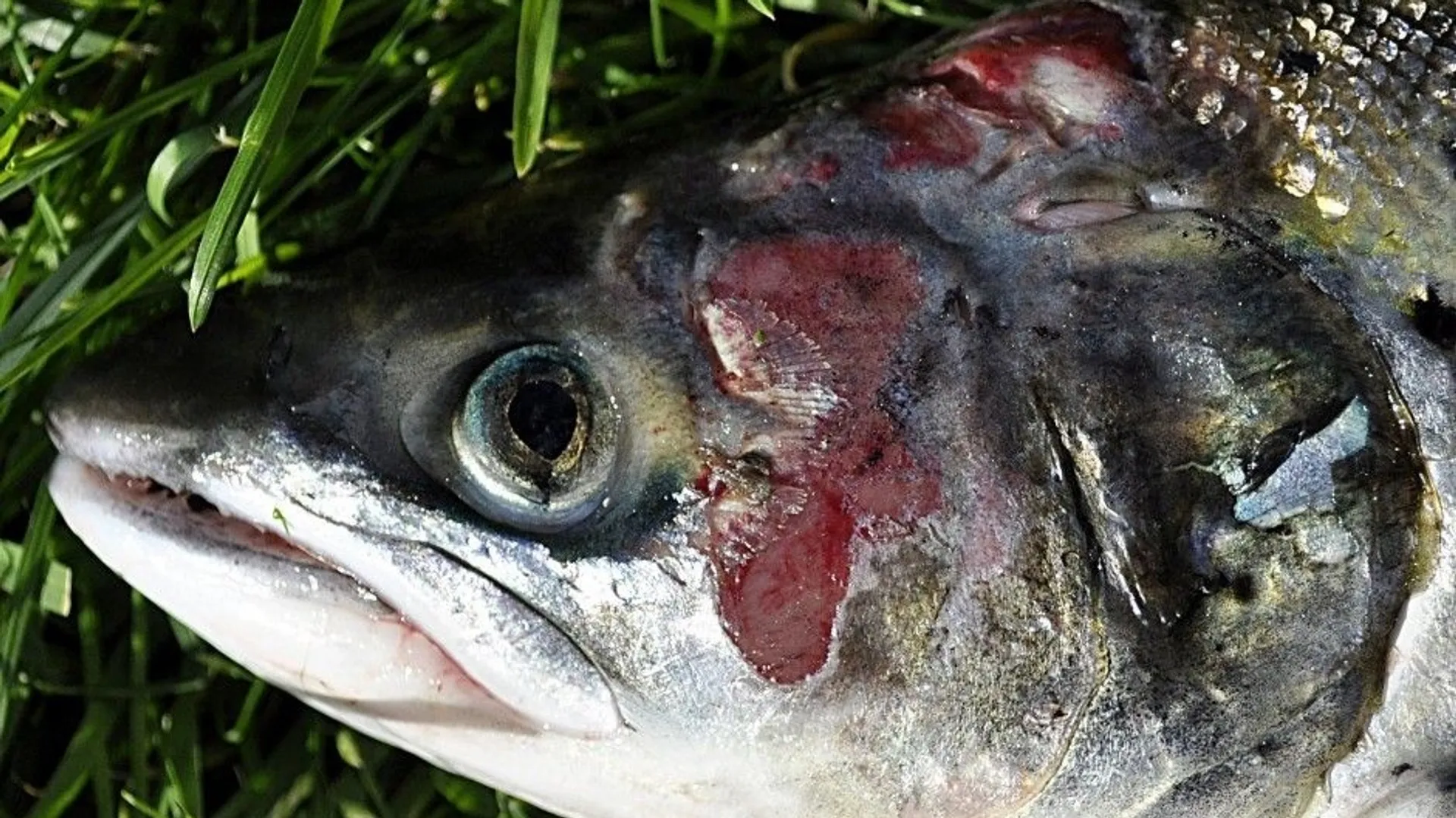 Une start-up liégeoise développe un vaccin ARN contre le pou du saumon ...