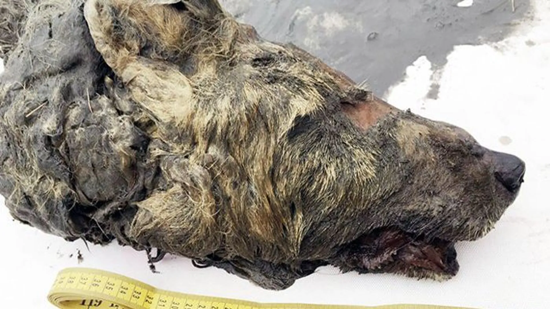 La tête d'un loup géant de 40.000 ans retrouvée en Sibérie - RTBF Actus