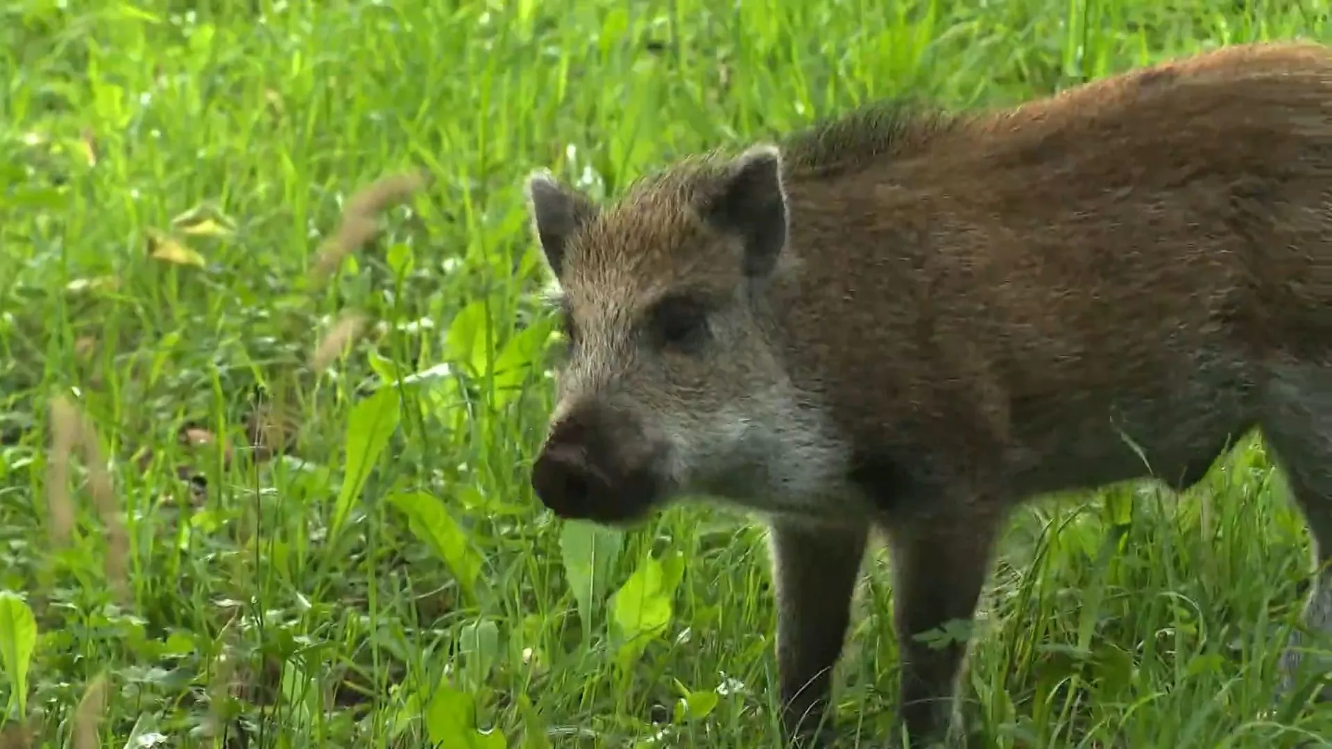 Le sanglier Marco s’habitue à sa nouvelle vie sur la base militaire de ...
