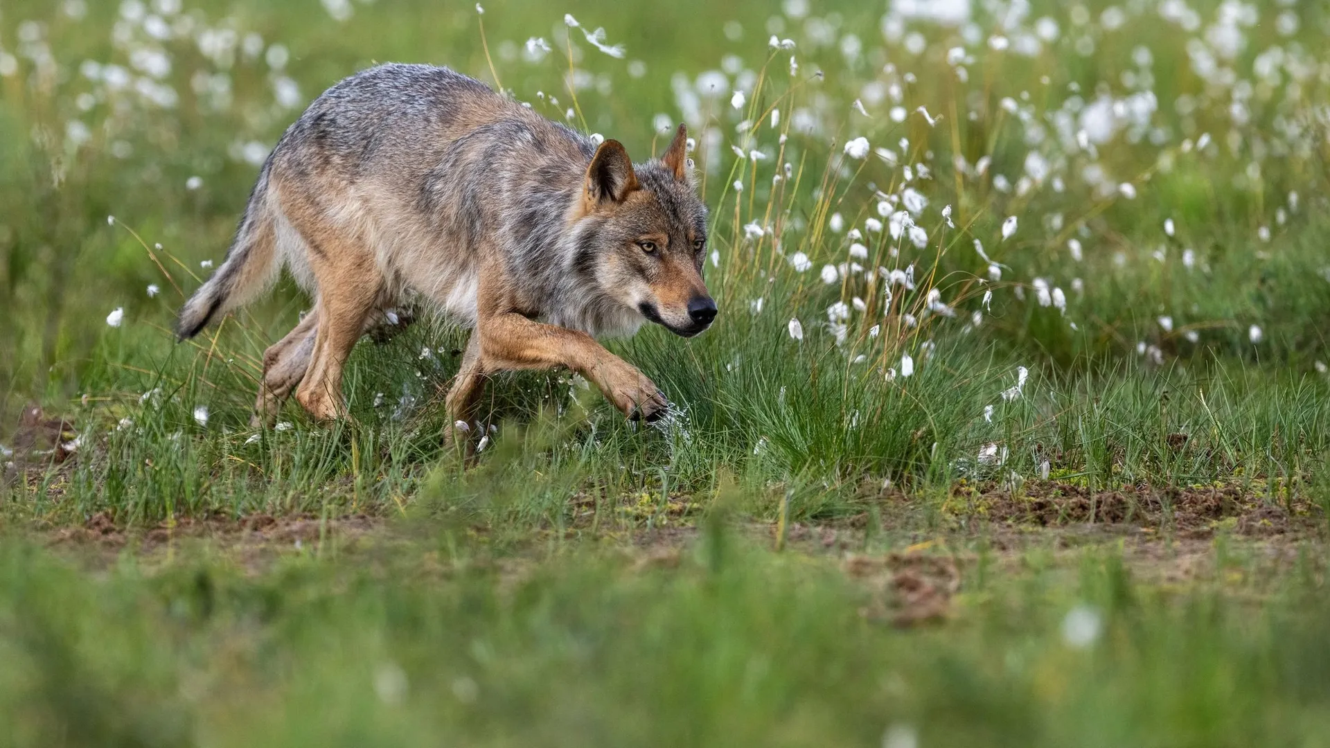 Des loups génétiquement recréés : quelles questions éthiques se posent ...