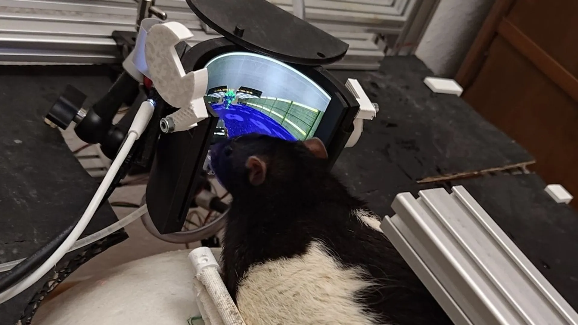 Des rats jouent à 'Doom II' en réalité virtuelle grâce à un dispositif ...