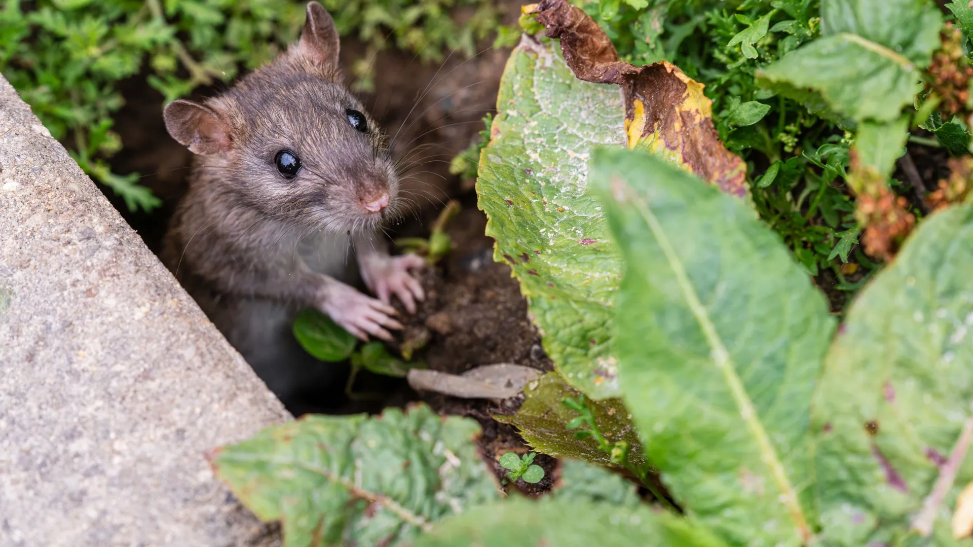 Faune sauvage en ville : focus sur le rat, ce petit rongeur mal aimé ...