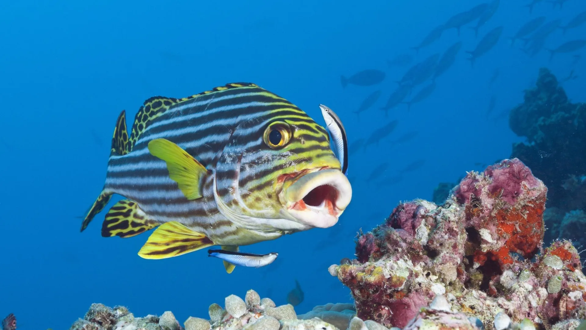 Timides, audacieux, anxieux… les poissons ont des personnalités ...