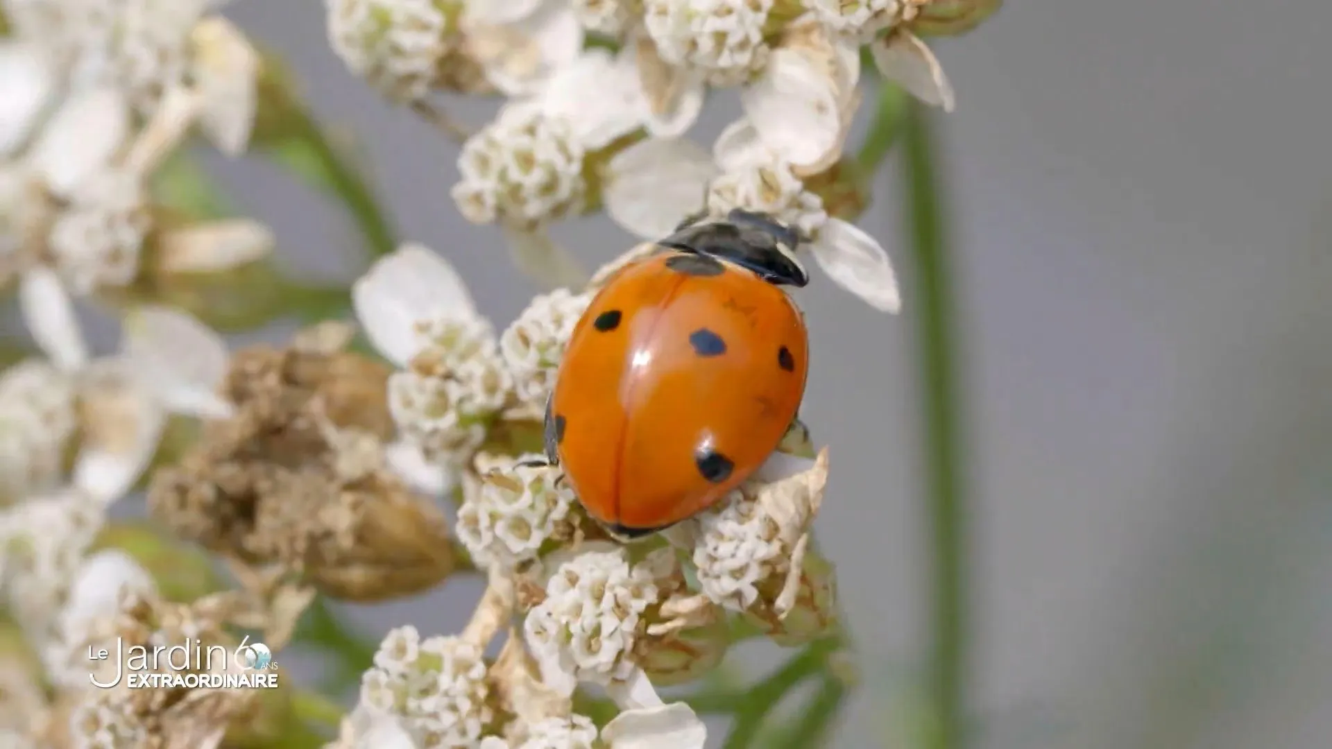 Nos chères bestioles : à la rencontre de la coccinelle dans le Jardin ...