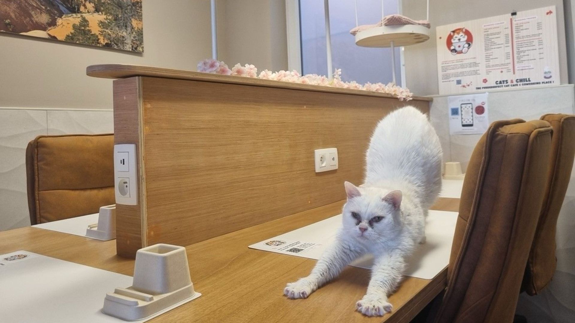Travailler entouré de chats : Françoise Van Eylen a créé le premier cat ...
