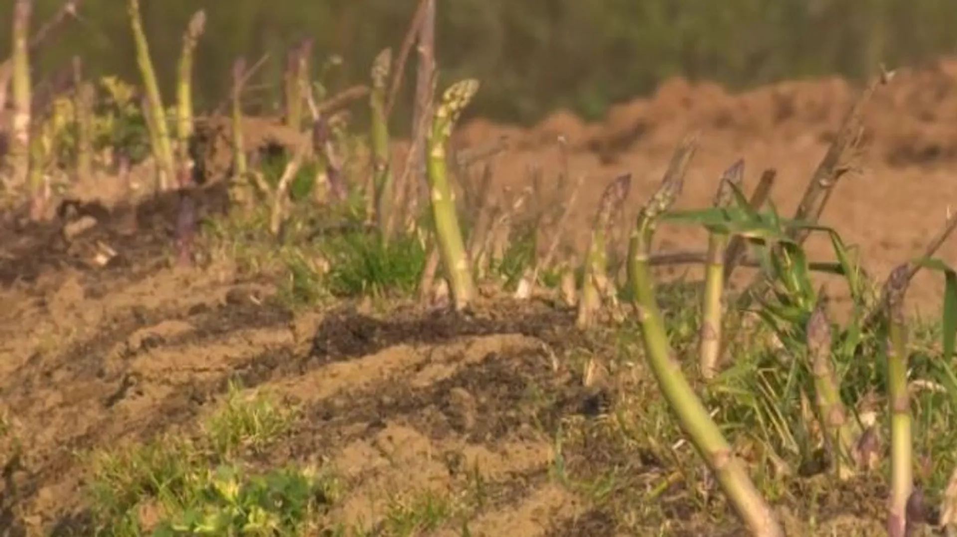 La saison des asperges est de retour : lesquelles choisir ? - RTBF Actus